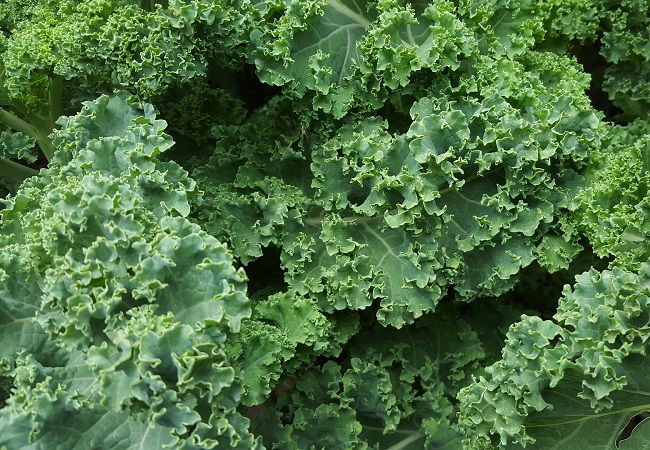 Boerenkool is Very Kool - akkerbouwbedrijf.nl