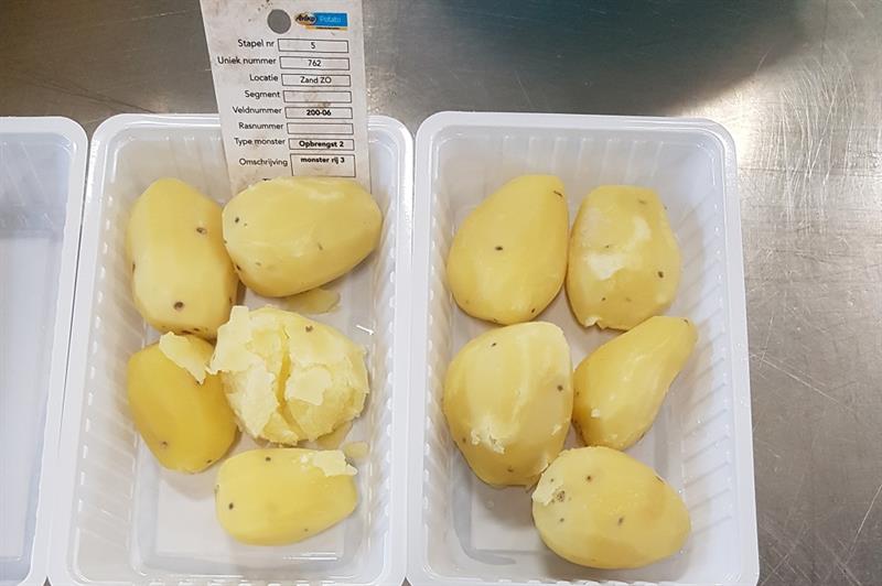 Aviko zoekt samen met telers naar nieuwe rassen voor Aviko Rixona ...