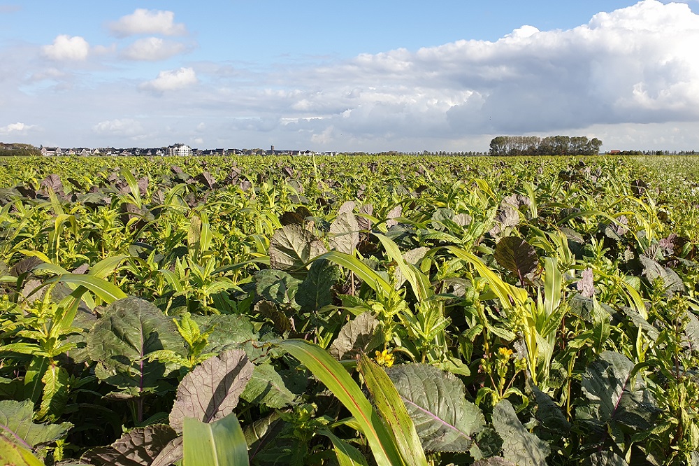 "Feitelijk is groenbemester het begin van het teeltjaar"
