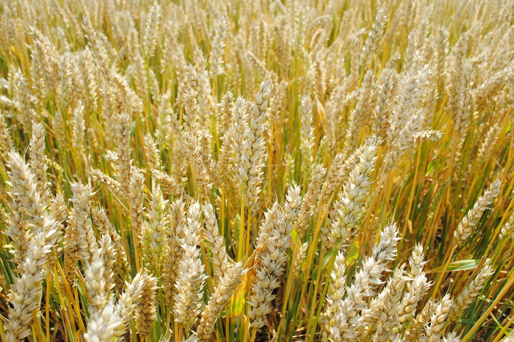 Rassenkeuze zomergerst en zomertarwe 2021 | Komt tot een goede keuze