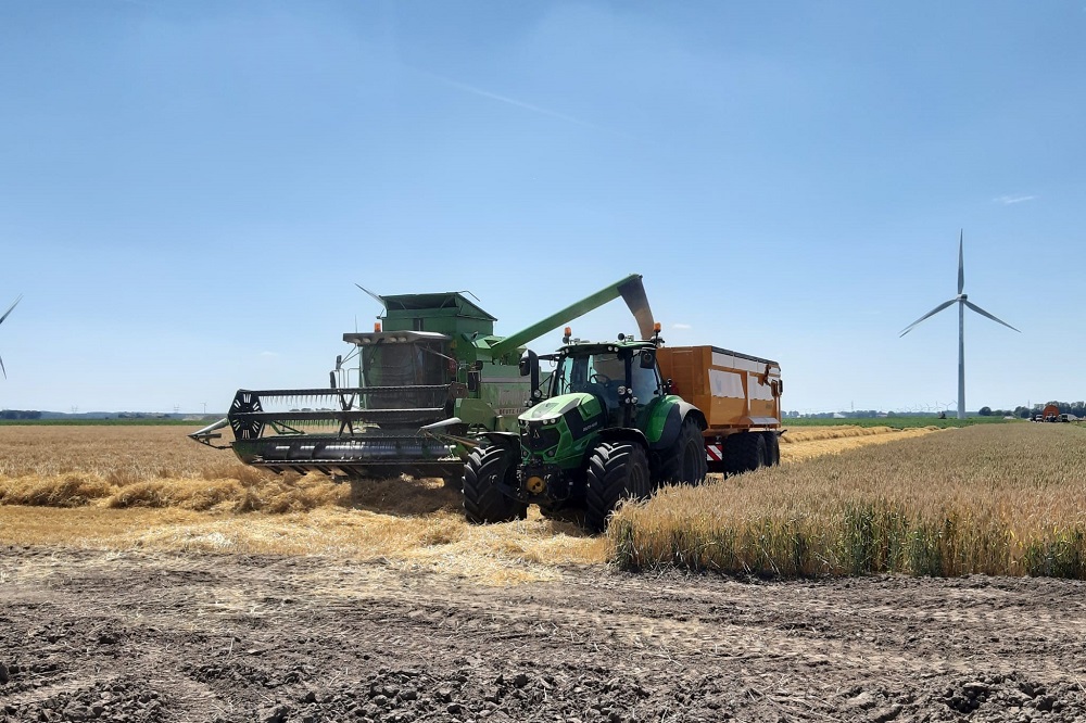 Tarweoogst: lage vochtgehaltes en goede hectolitergewichten