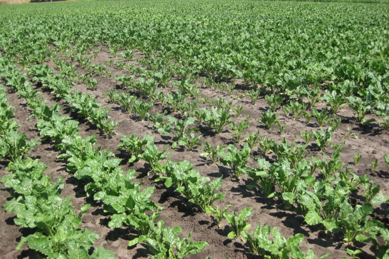 Groeibelemmeringen achterhalen rond de gewassluiting bieten