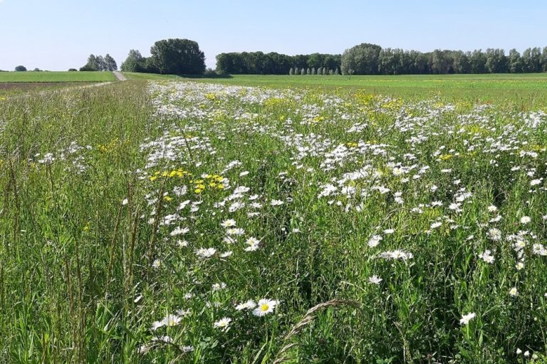 Ook bodempredatoren spelen een rol in tripsbeheersing in uien
